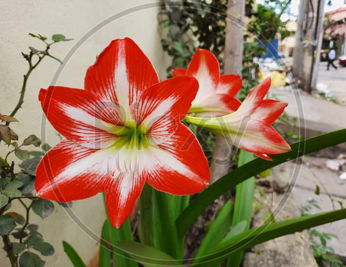 Image of Beautiful Red And White Color Amaryllis Or Hercules Bulbs ...