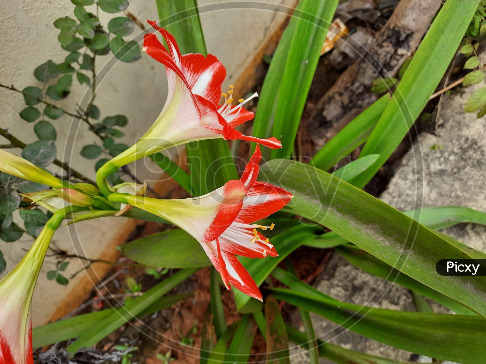 Image of Beautiful Red And White Color Amaryllis Or Hercules Bulbs ...