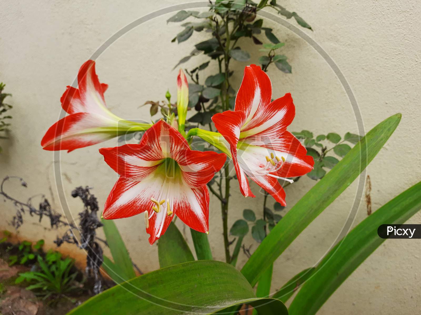 Image of Beautiful Red And White Color Amaryllis Or Hercules Bulbs ...