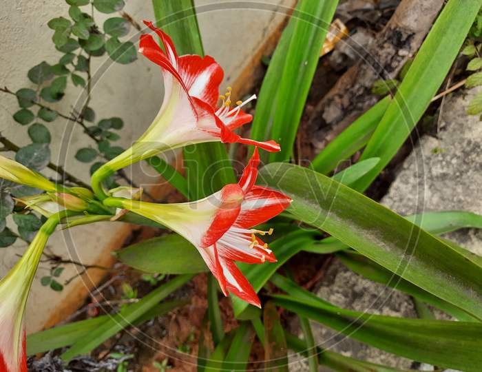 Image of Beautiful Red And White Color Amaryllis Or Hercules Bulbs ...