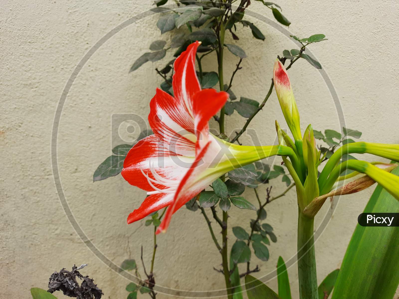 Image of Beautiful Red And White Color Amaryllis Or Hercules Bulbs ...