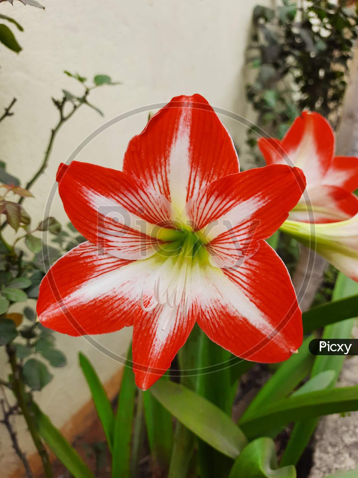 Image of Beautiful Red And White Color Amaryllis Or Hercules Bulbs ...