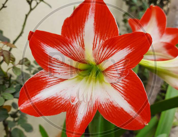 Image of Beautiful Red And White Color Amaryllis Or Hercules Bulbs ...