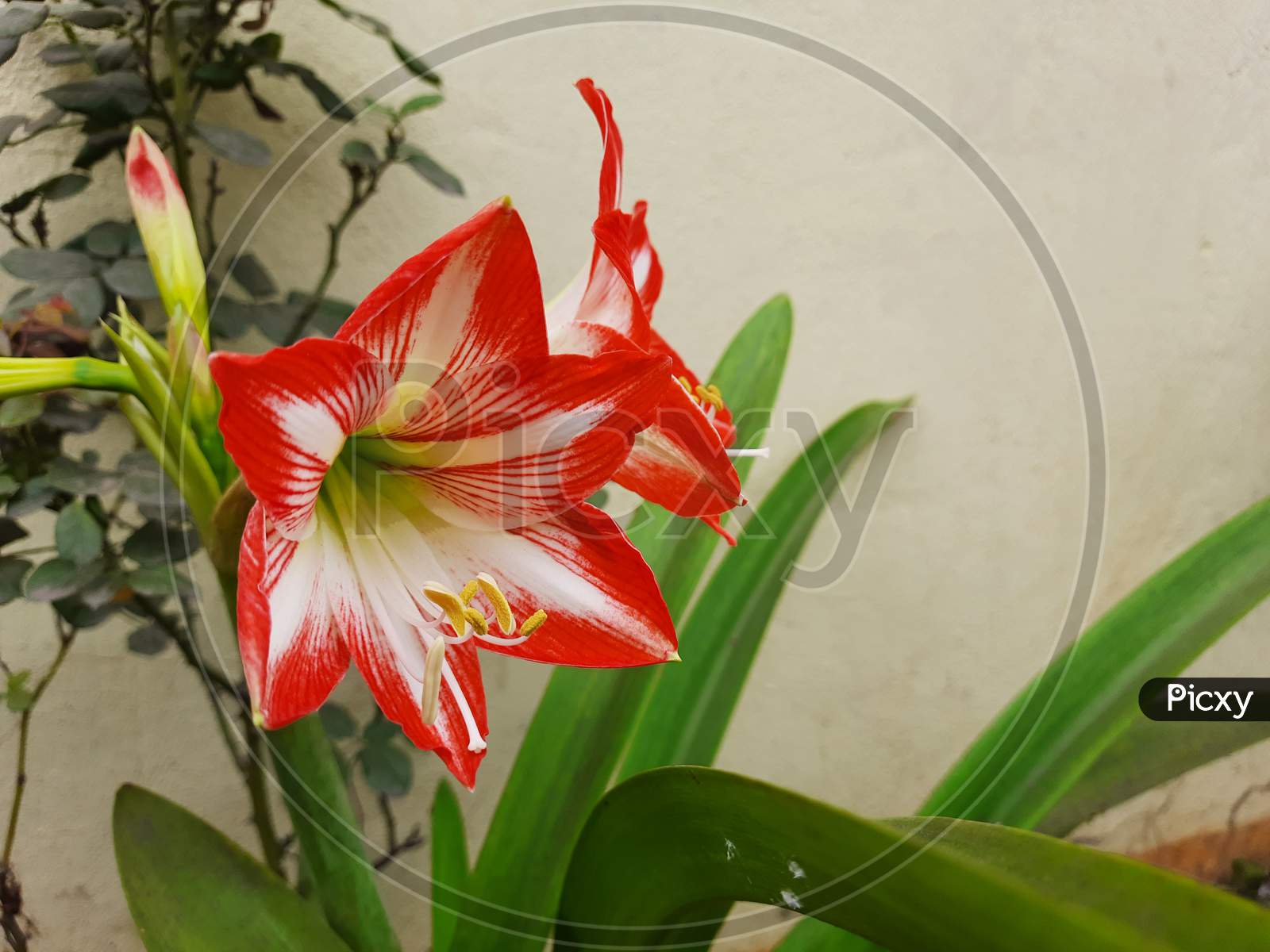 Image of Beautiful Red And White Color Amaryllis Or Hercules Bulbs ...