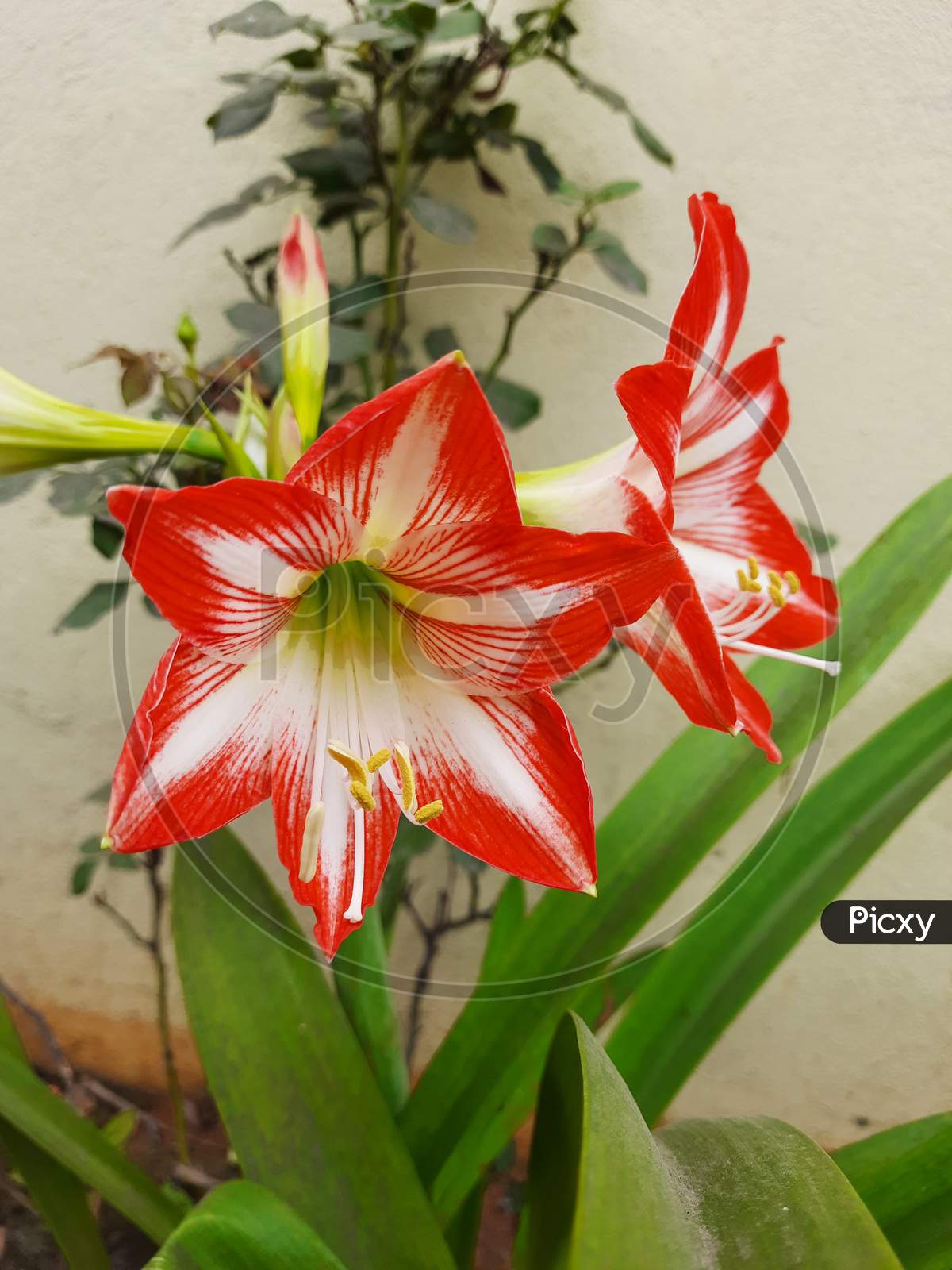 Image of Beautiful Red And White Color Amaryllis Or Hercules Bulbs ...