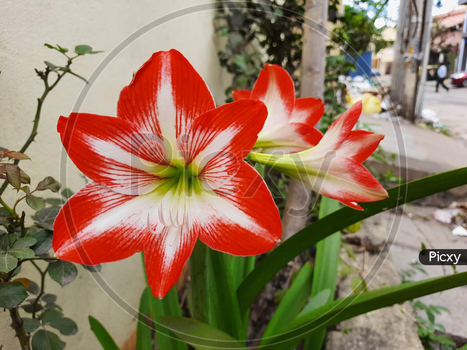 Image of Beautiful Red And White Color Amaryllis Or Hercules Bulbs ...