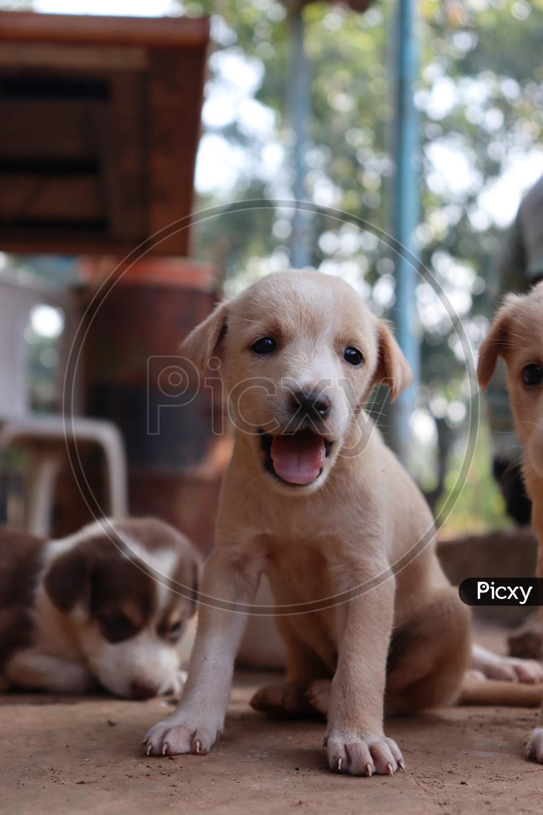 Image of Cute stray puppies-WJ790369-Picxy