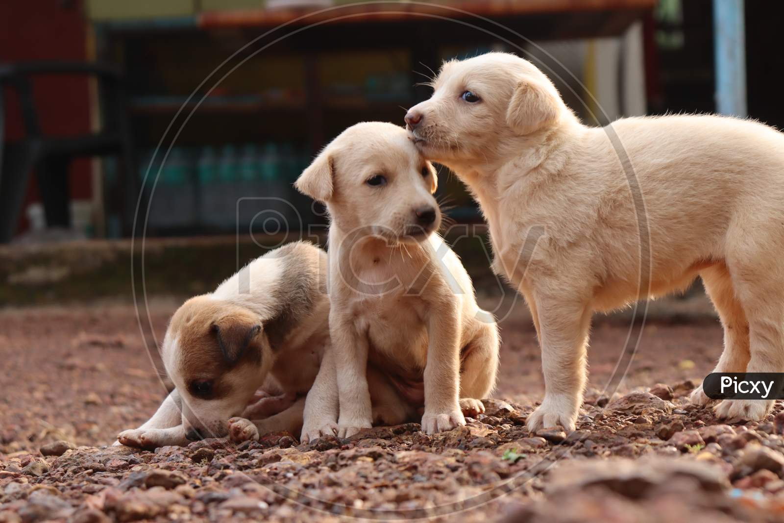 Image of Cute stray puppies-KR913921-Picxy