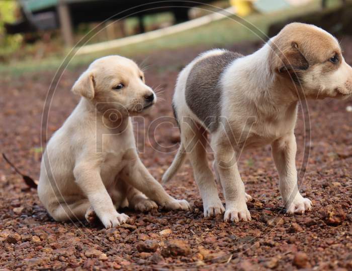 Image of Cute stray puppies-TA928832-Picxy