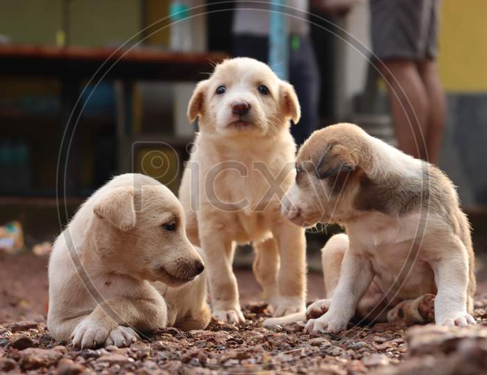 Image of Cute stray puppies-JF352976-Picxy