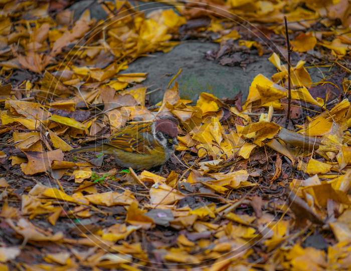 Image of Autumn Leaves And The Sparrow Image-GV354376-Picxy