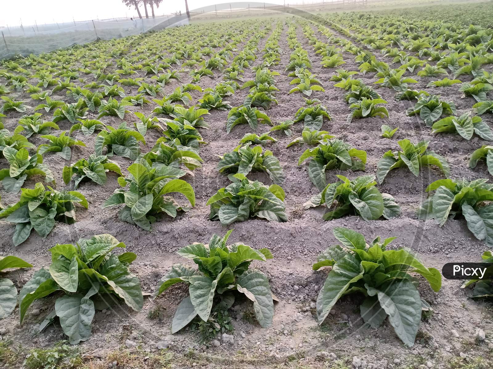 Image of Tobacco farming-HY508599-Picxy