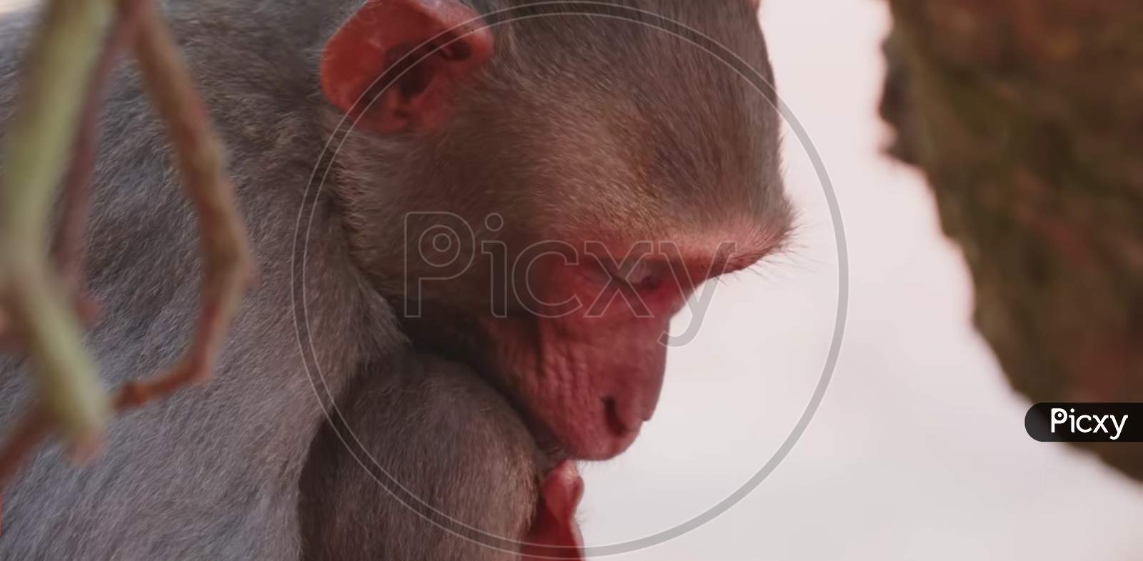 Image of monkey is in grief showing his emotions-EE149753-Picxy