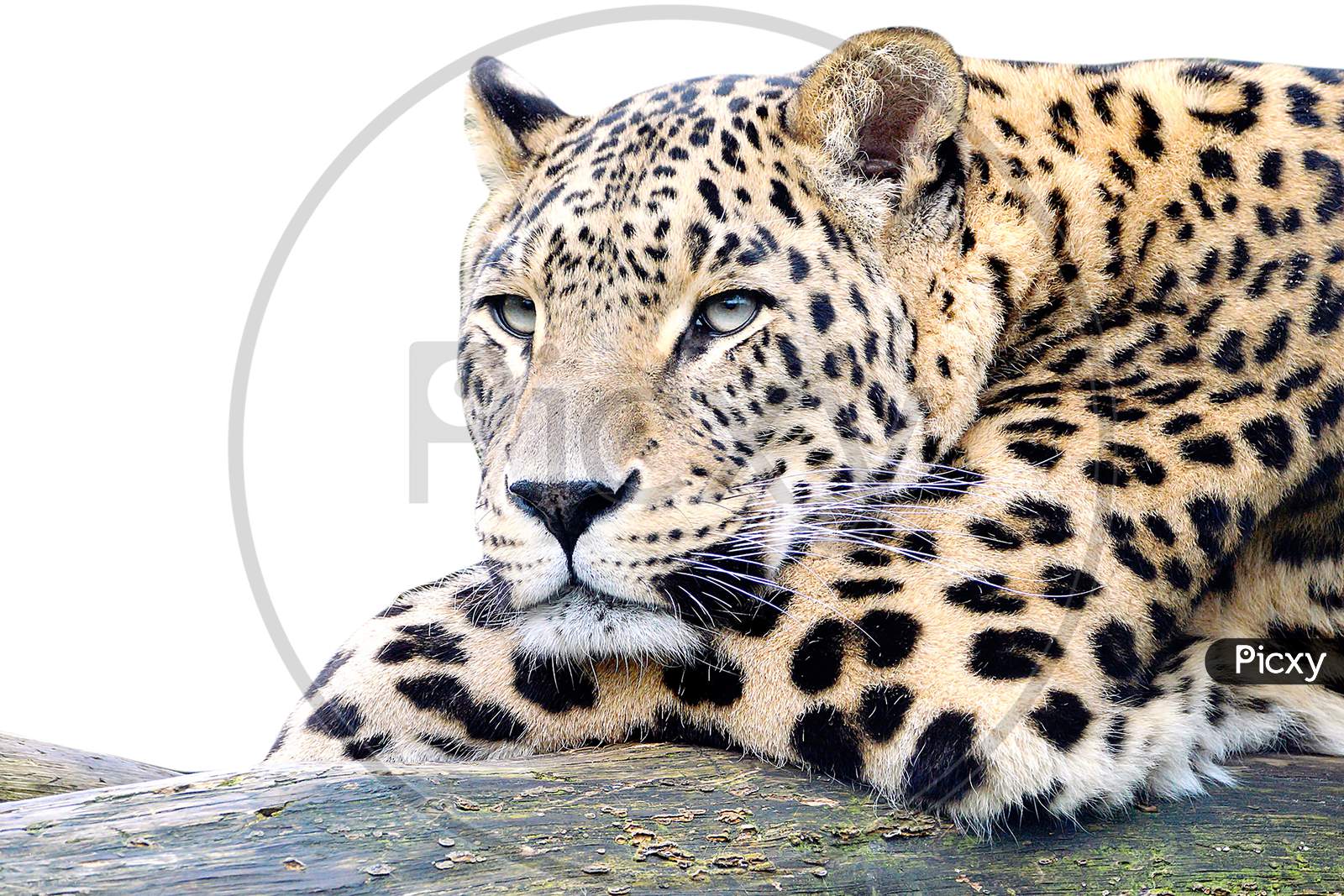 Leopard White Background