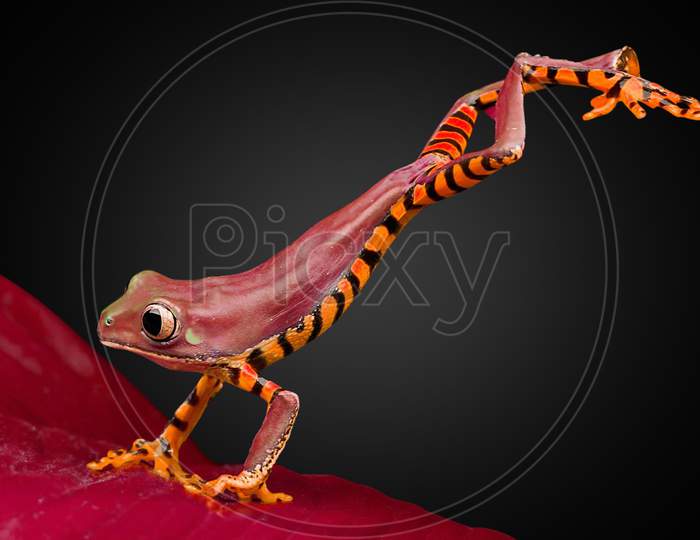 Image of One very interesting moment in nature. Red frog up close. The ...