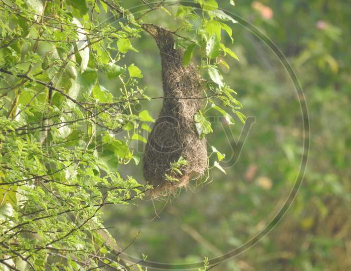 Image of Toy Baya Weaver Bird Inside Its Nest. Babui Pakhi R Basha ...