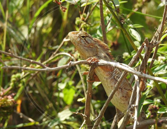 Image of Small Indian Ground Lizard (Girgit) Facing The Camera. Colour ...