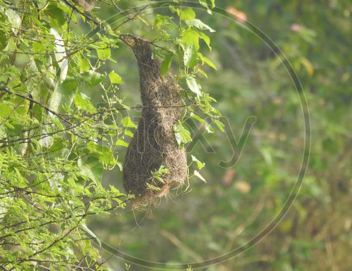 Image of A Nest Of Tailor Bird Called Babui In Bengali-AN077325-Picxy