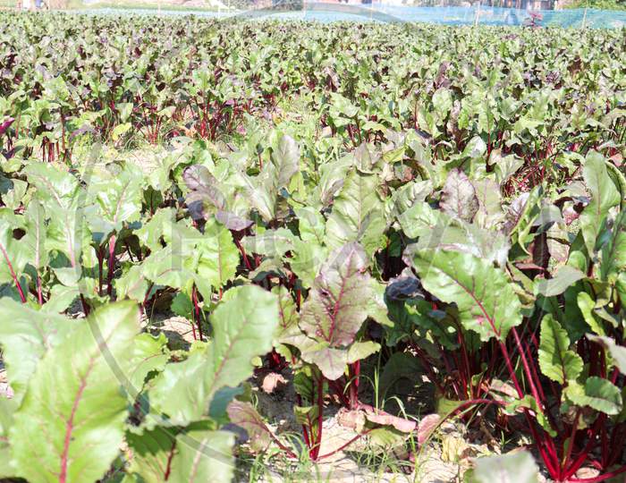 Image of Radish Farm On Field For Harvest-IV628765-Picxy