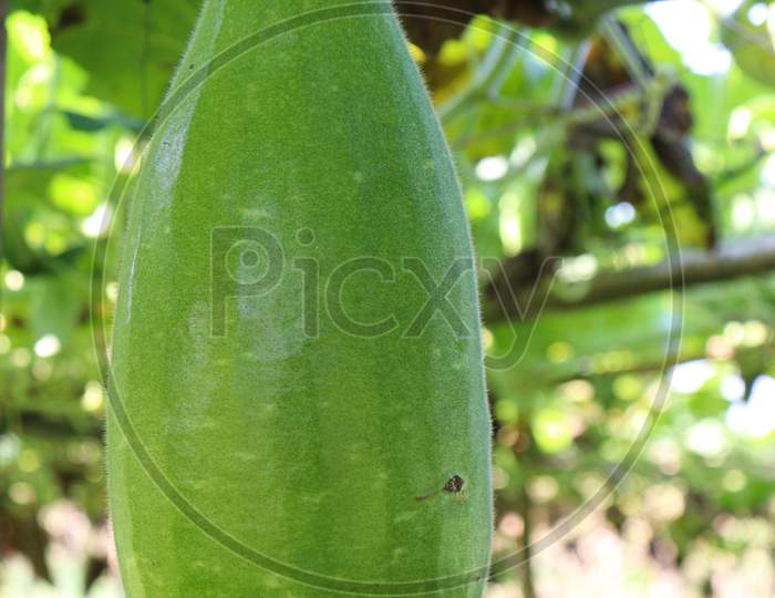 Image of Bottle Guard Farm On Field-SU667406-Picxy