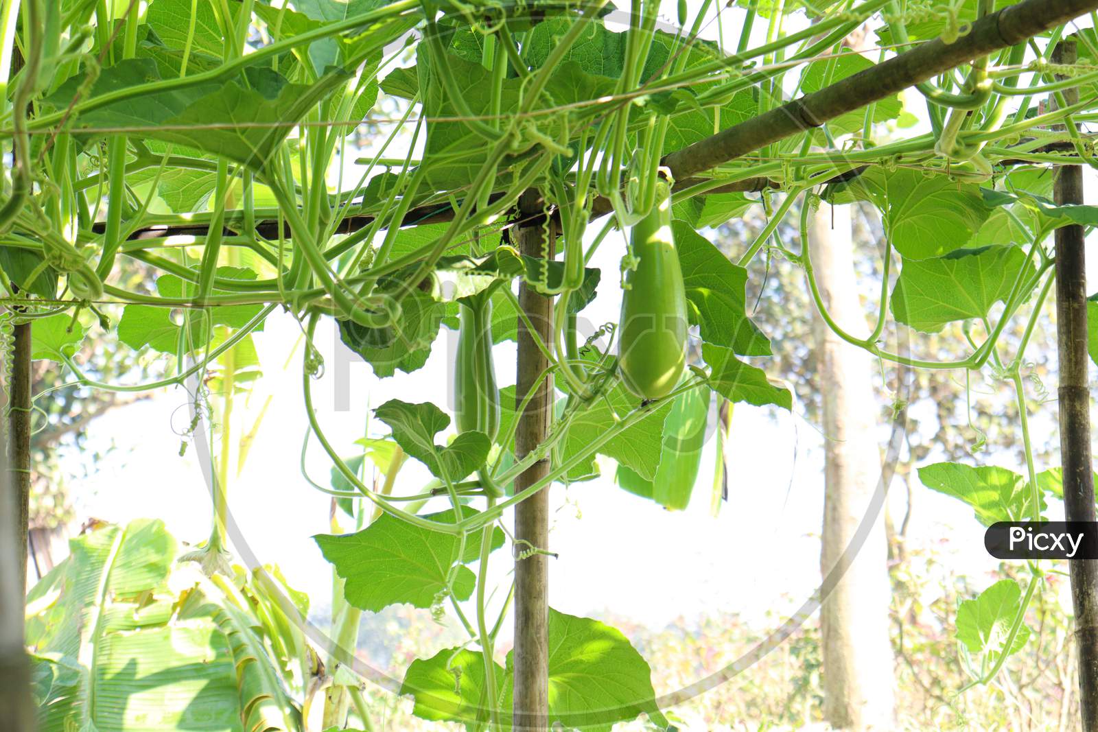 Image of Bottle Guard Farm On Field-HW429156-Picxy