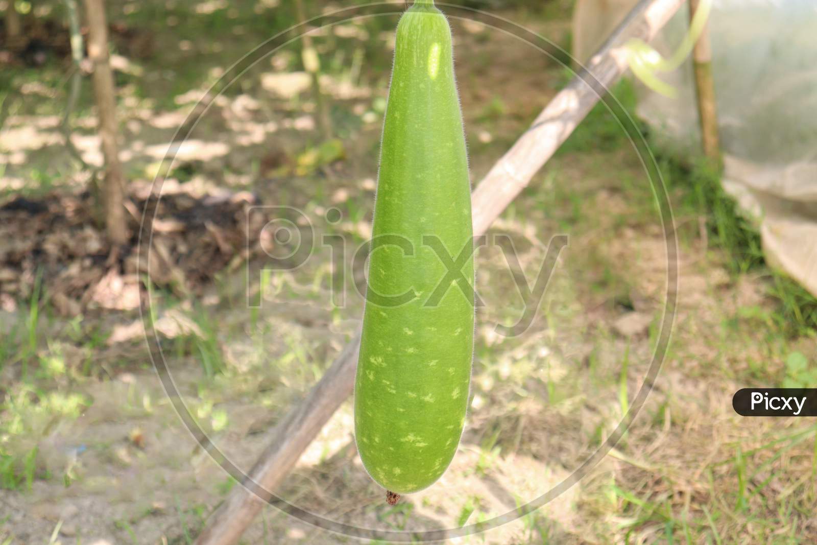 Image of Bottle Guard Farm On Field-LT675336-Picxy