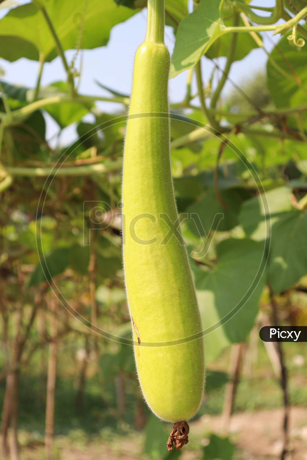 Image of Bottle Guard Farm On Field-SU667406-Picxy