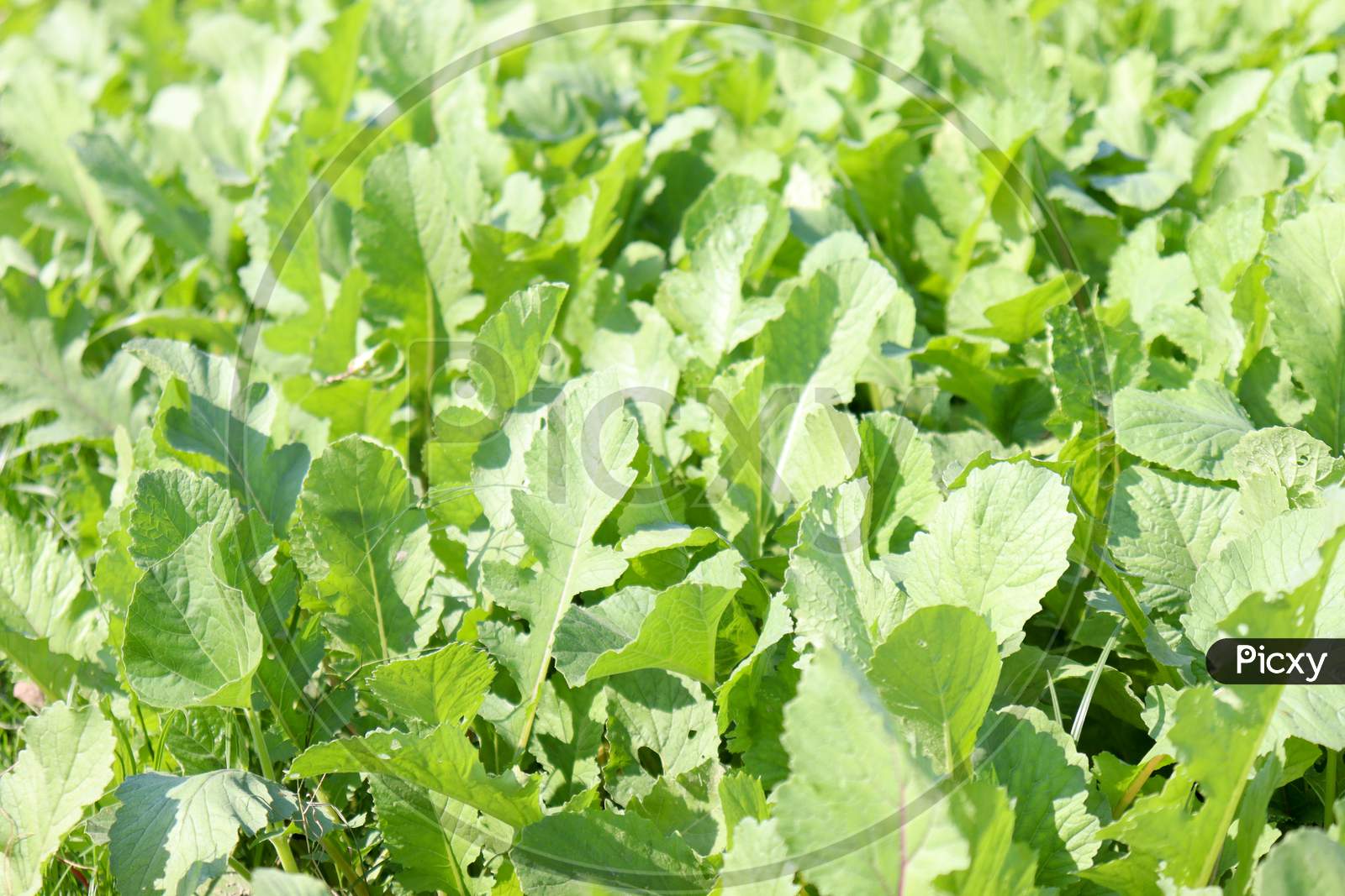 Image of Radish Farm On Field For Harvest-IV628765-Picxy