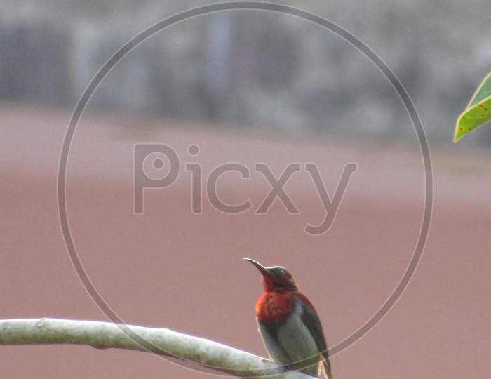 Image of Javan sunbird-OE937508-Picxy