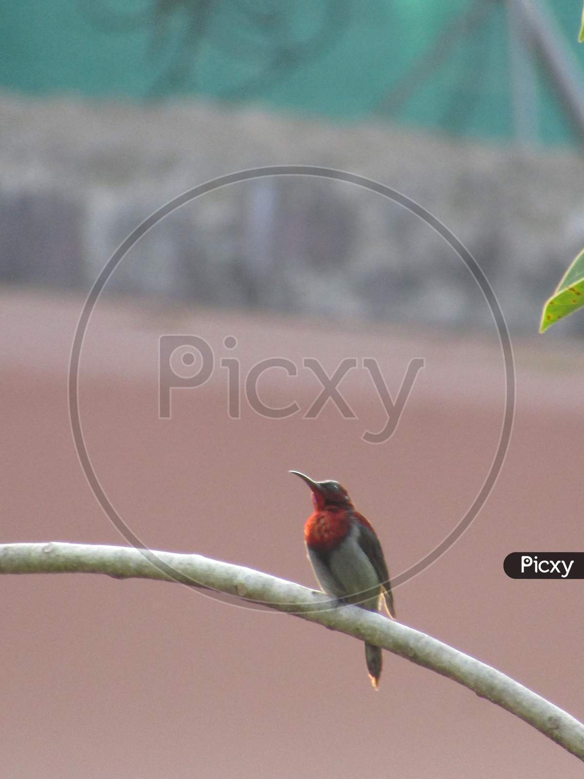 Image of Javan sunbird-MY535170-Picxy