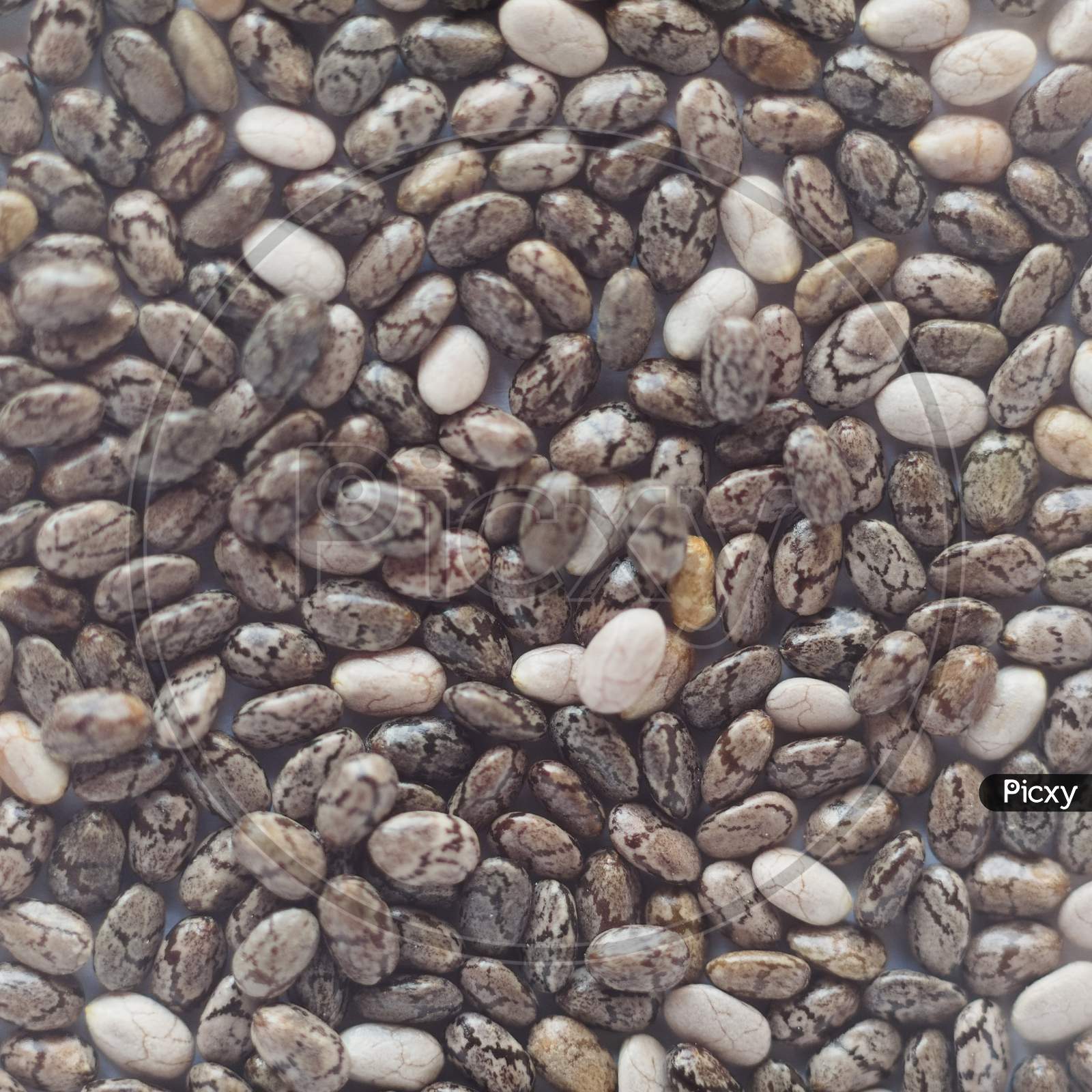 Image of Edible Sesame Seeds Background-TK689876-Picxy