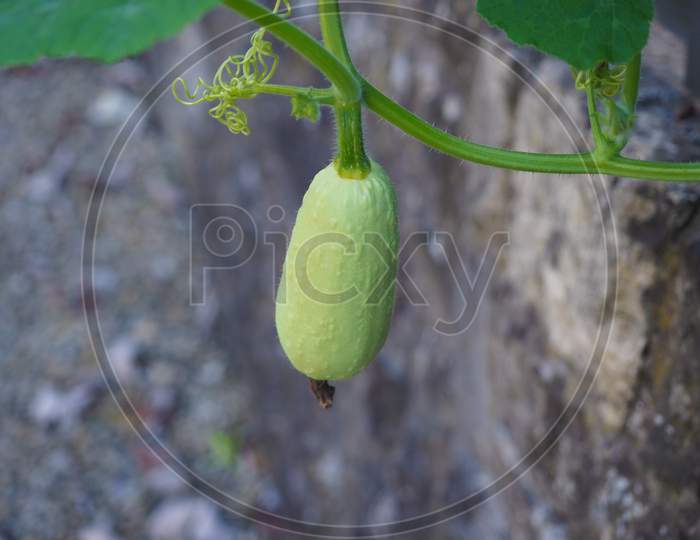 Image of Green Pumpkin Vegetable Food-DY354169-Picxy