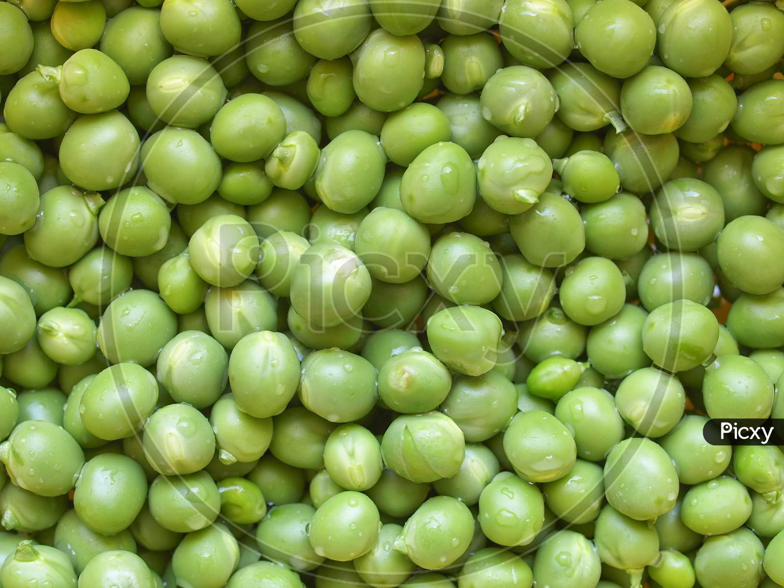 Image of Green Peas-WS619492-Picxy