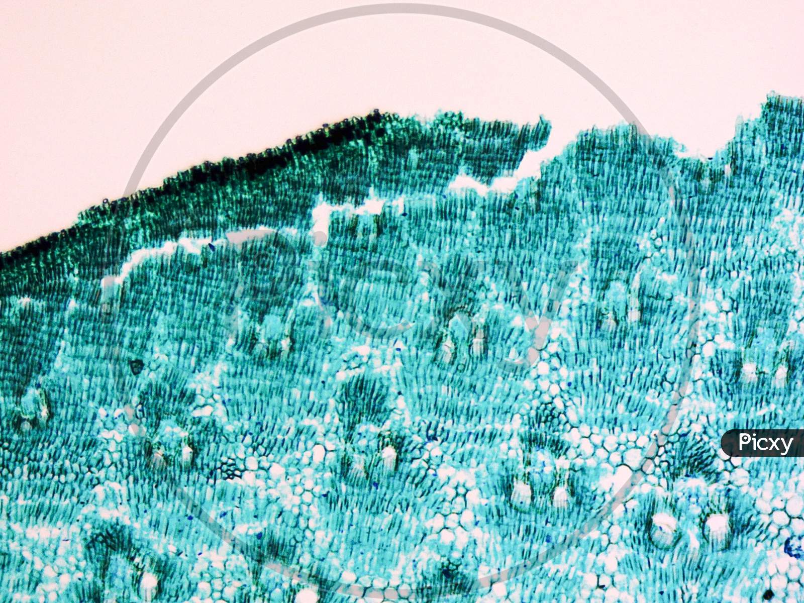 Image of Bamboo Stem Micrograph-YA420470-Picxy