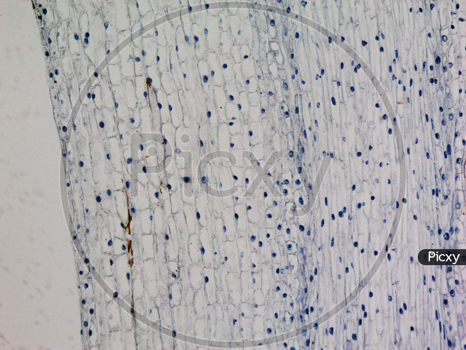 Image of Corn Root Tip Micrograph-VS458290-Picxy