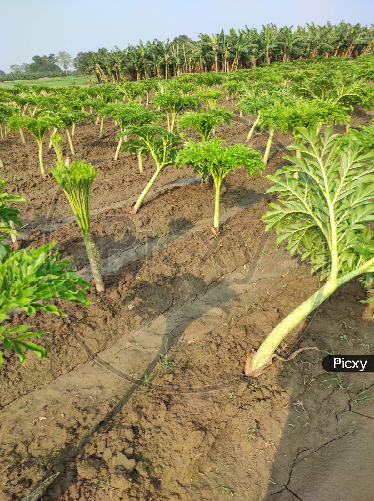 Image of Fresh green elephant foot yam plant.Beautiful Konjac elephant ...