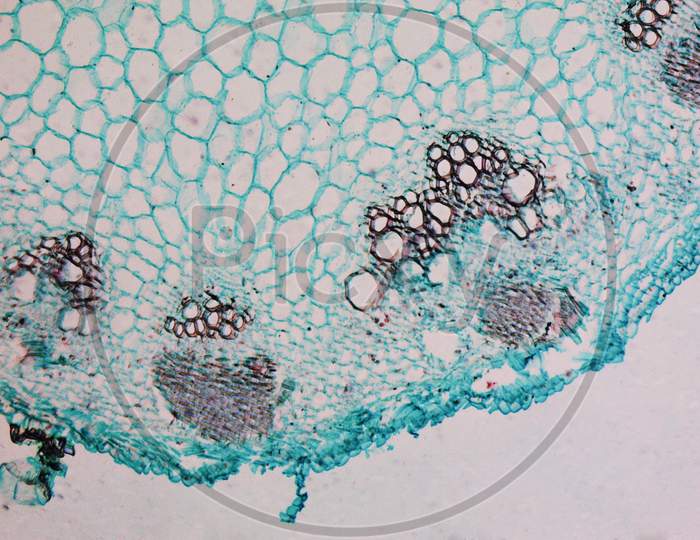 Image of Heliansthus Stem Micrograph-VU556260-Picxy