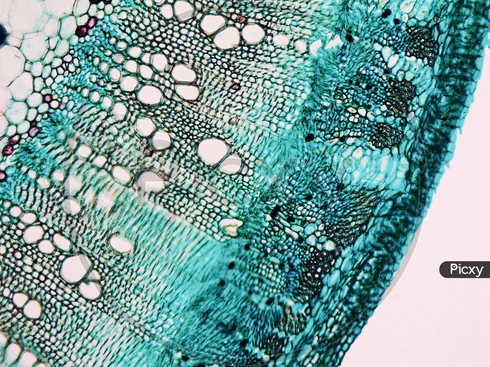 Image of Cotton Stem Micrograph-BK270280-Picxy