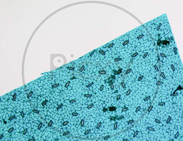 Image of Stoma Light Micrograph-RO852849-Picxy