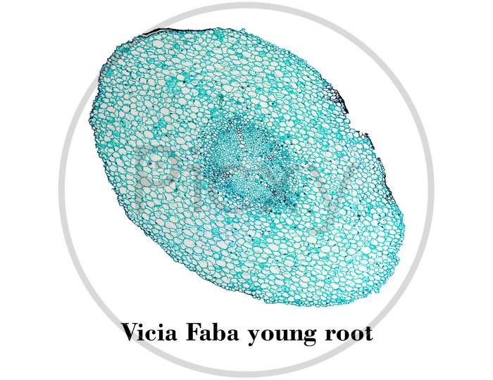Image of Vicia Faba Root Micrograph-OC141013-Picxy