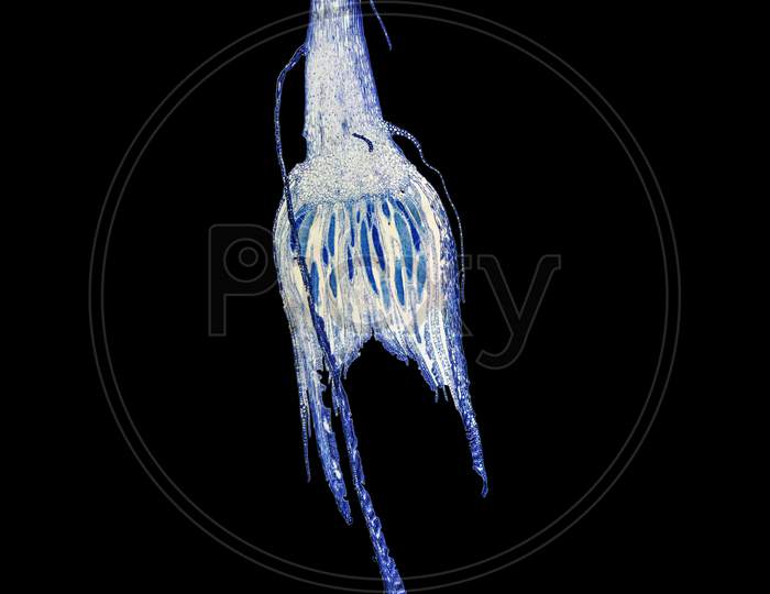 Image of Moss Protonemata Micrograph-FR830300-Picxy