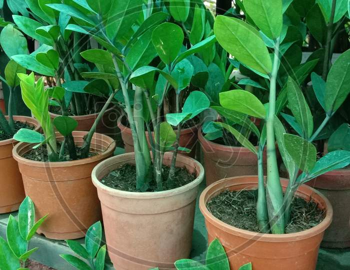 Image of Green Colored Beautiful Tree With Leaf On Pot-RB221607-Picxy