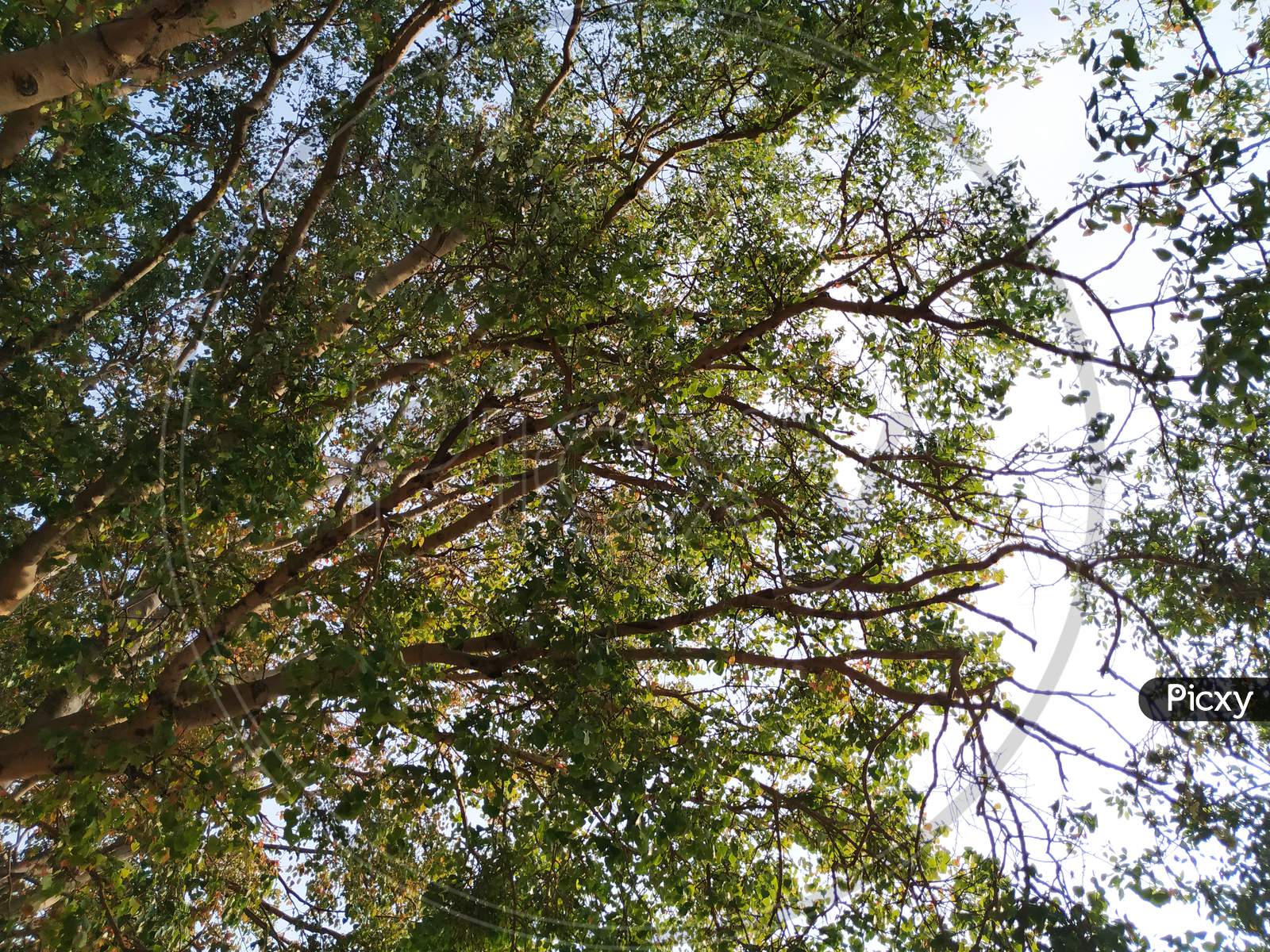 Image of Beautiful View Of Tree Leaves Texture From Bottom To Top Angle ...