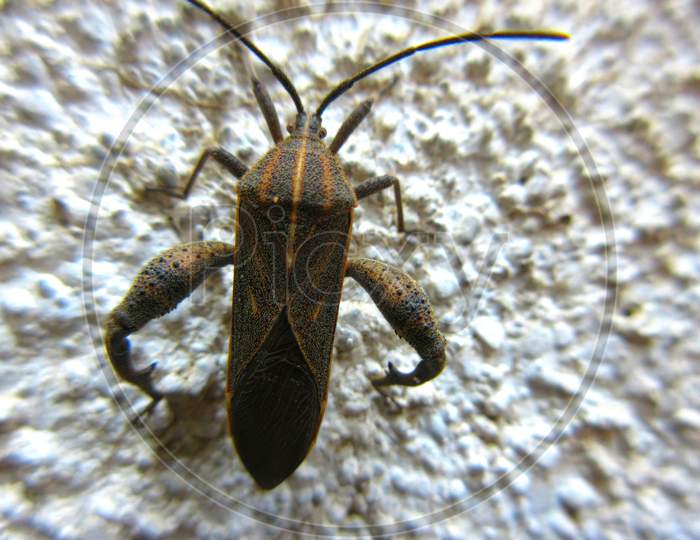 Image of Closeup Of Leaf-Footed Bug, Coreidae Is A Large Family Of ...