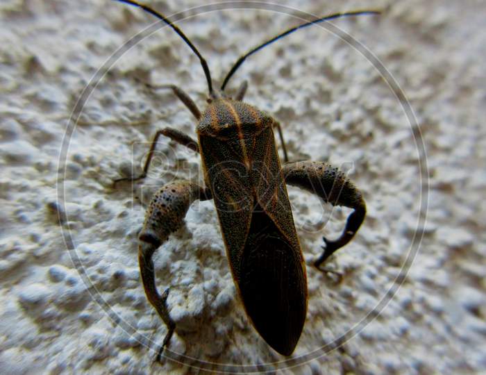 Image of Closeup Of Leaf-Footed Bug, Coreidae Is A Large Family Of Predominantly Sap-Suckling ...