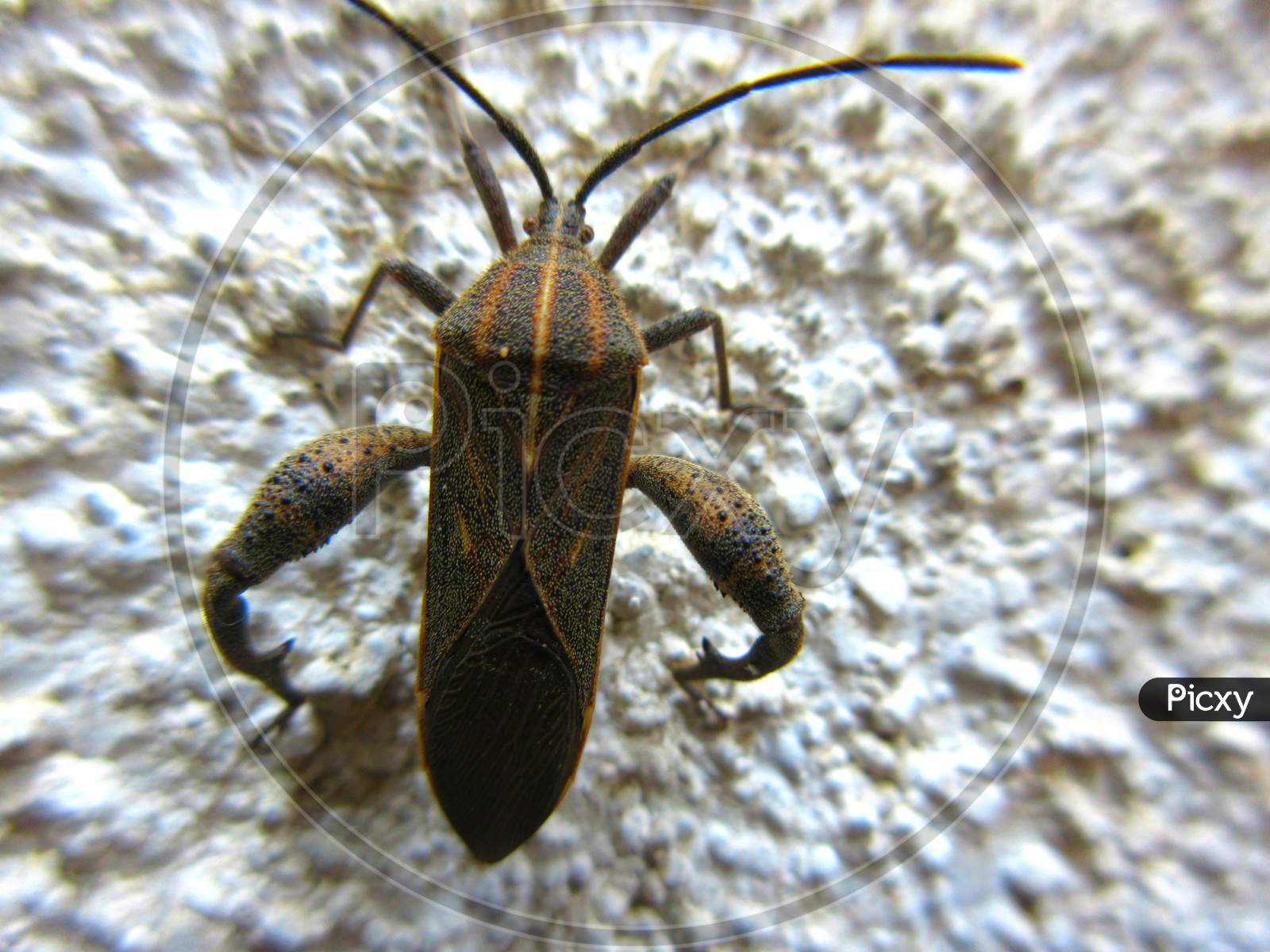 Image of Closeup Of Leaf-Footed Bug, Coreidae Is A Large Family Of ...