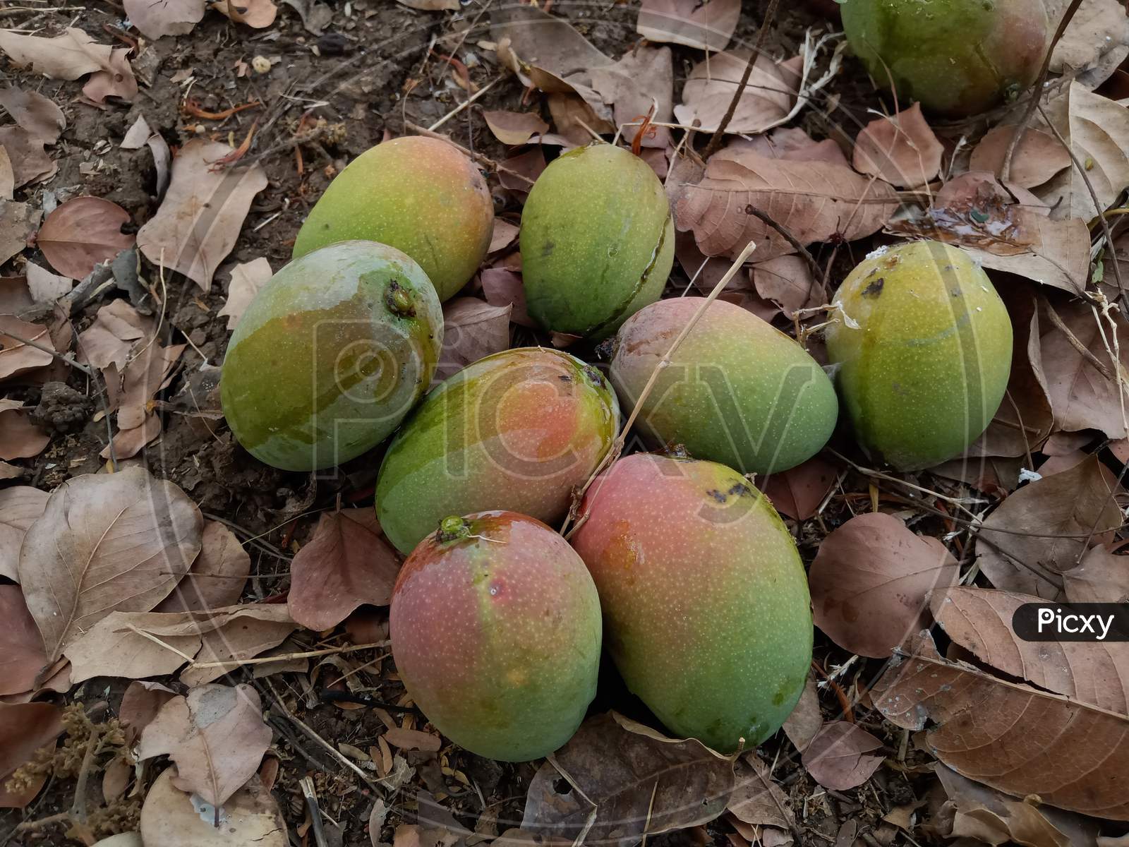 Image of Wild mangoes from India have fallen to the ground-WL903638-Picxy