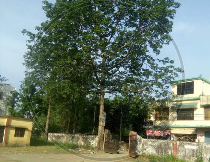 Image of Indian Semal Tree-EM405428-Picxy