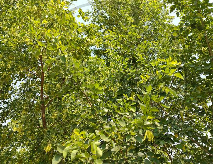 Image of Shisham Tree-OB375152-Picxy