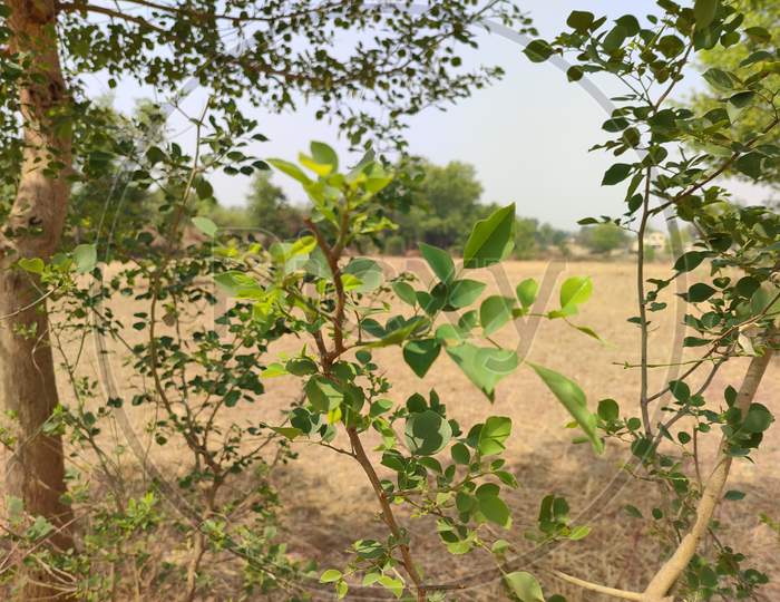 Image of Shisham Tree-OB375152-Picxy